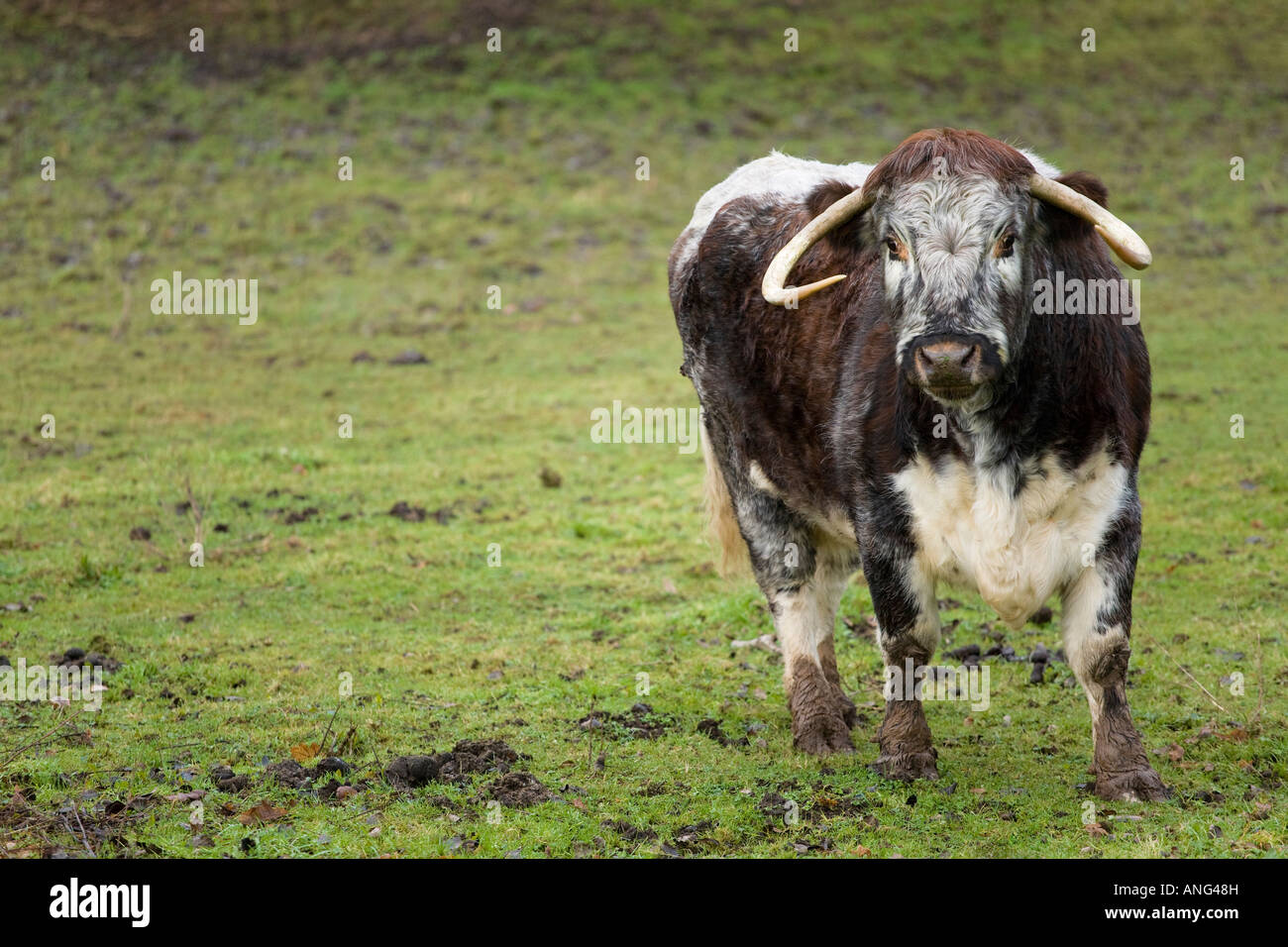 English longhorn cow hi-res stock photography and images - Alamy