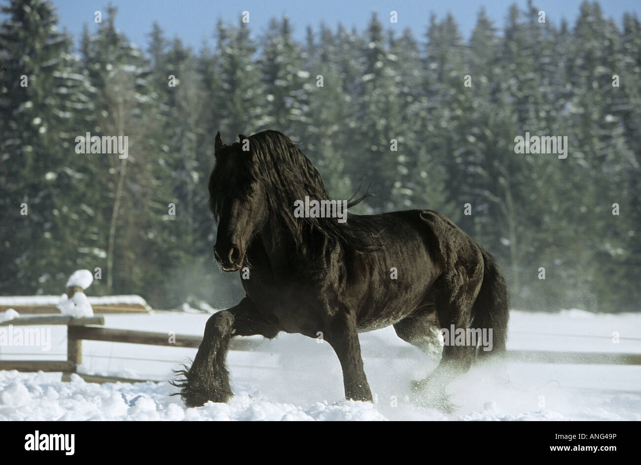 Friesian horse - walking in snow Stock Photo - Alamy