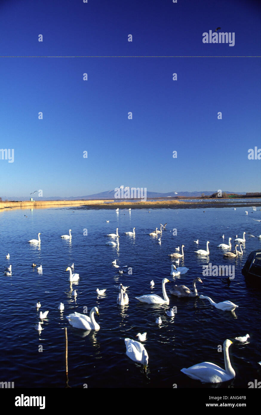 The whooper swan,an endangered species in Abashiri Hokkaido Japan Stock ...