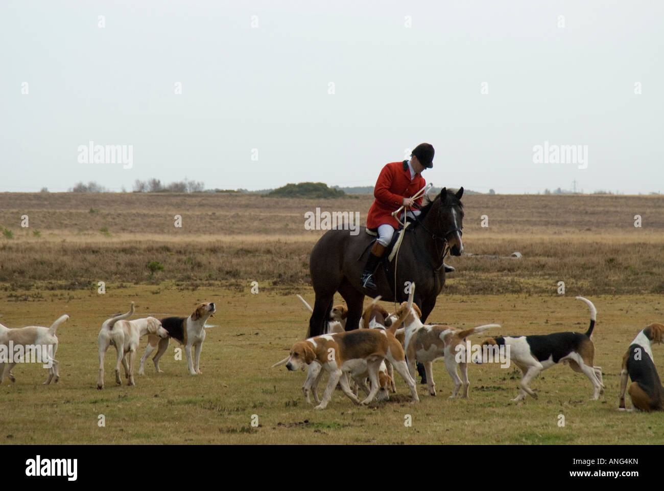 New forest hounds hi-res stock photography and images - Alamy