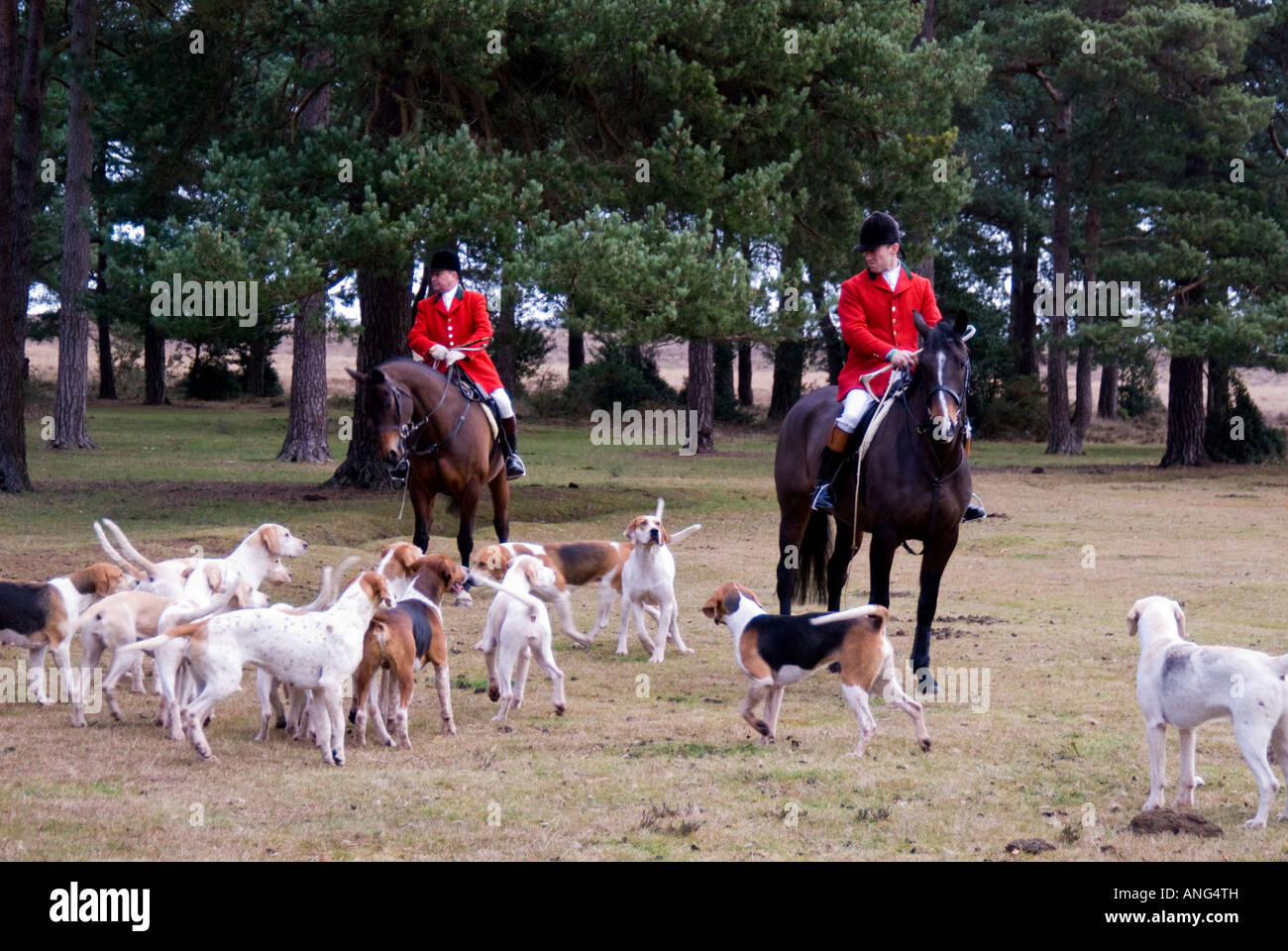 Huntsman Mike Woodhouse and a colleague surrounded by the hounds of the ...