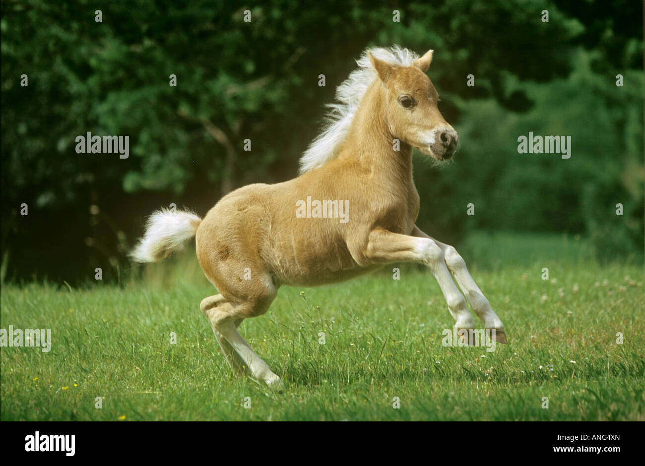 Classic Pony - foal on meadow Stock Photo - Alamy