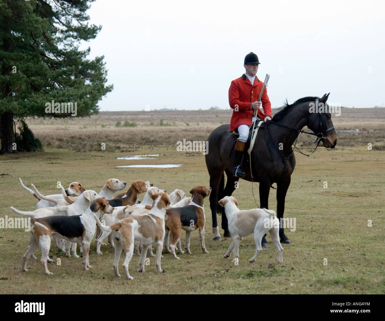 Huntsman Mike Woodhouse surrounded by the hounds of the New Forest ...