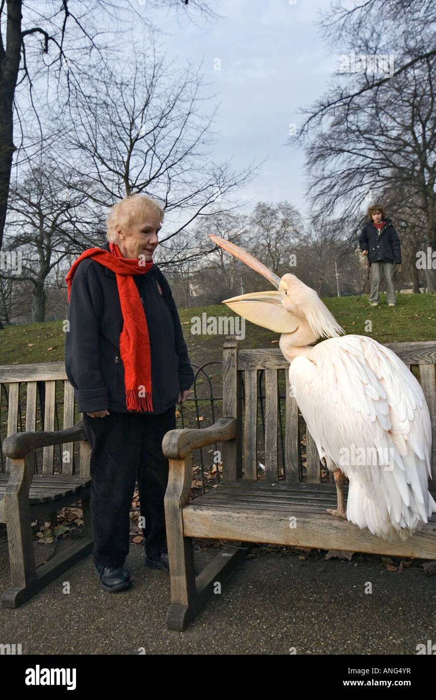 a woman meets a pelican in a london park Stock Photo - Alamy