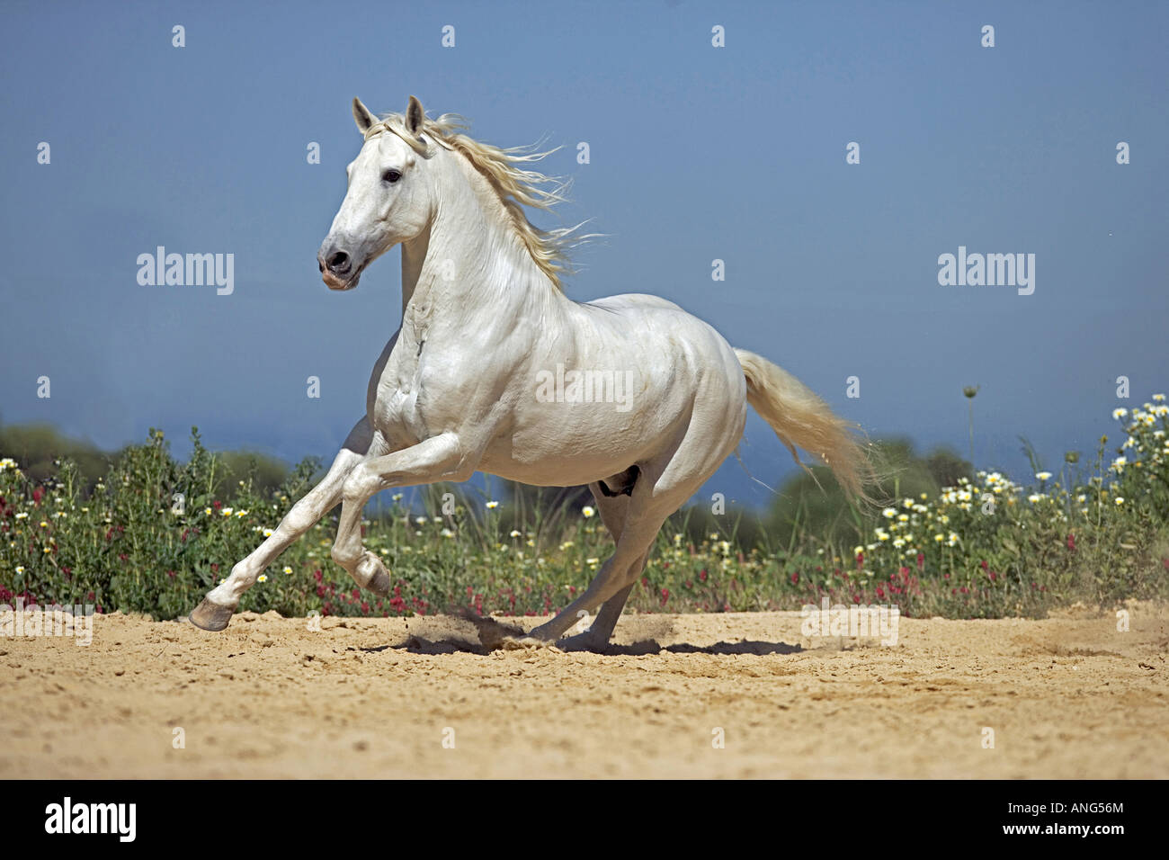 Andalusian horse - galloping Stock Photo - Alamy