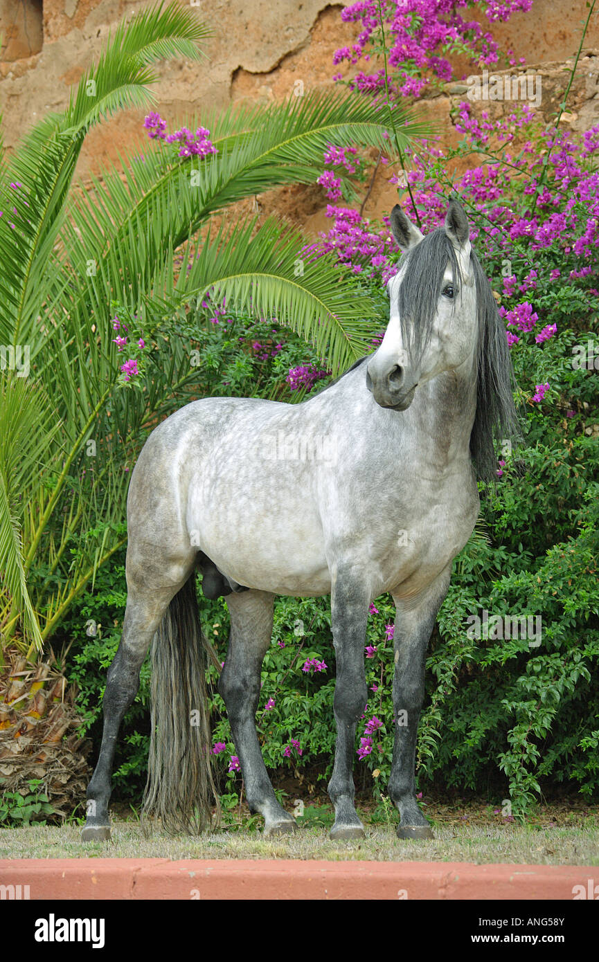 Arab barbs hi-res stock photography and images - Alamy