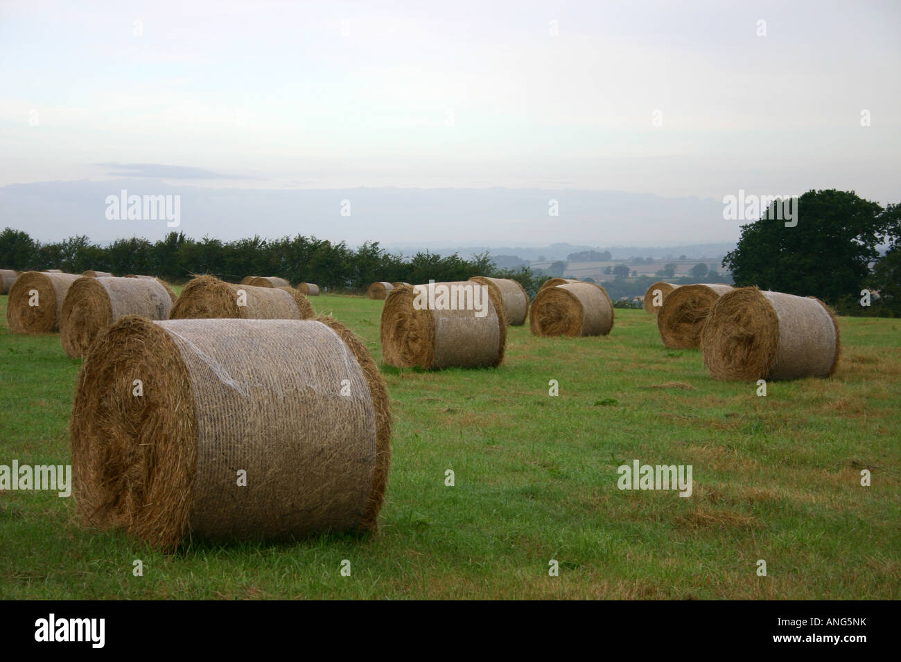 Hay Bails in field Stock Photo - Alamy