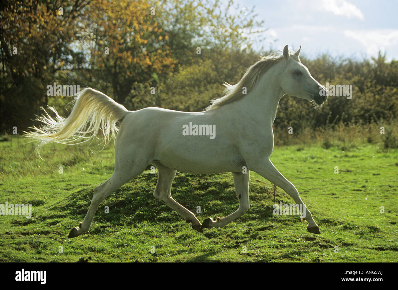 thoroughbred Arabian horse - trotting on meadow Stock Photo - Alamy