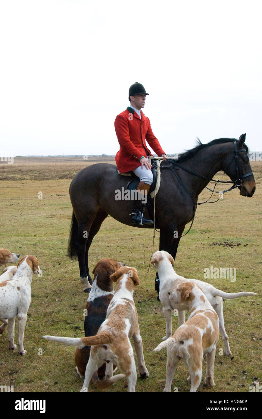 Huntsman Mike Woodhouse surrounded by the hounds of the New Forest ...