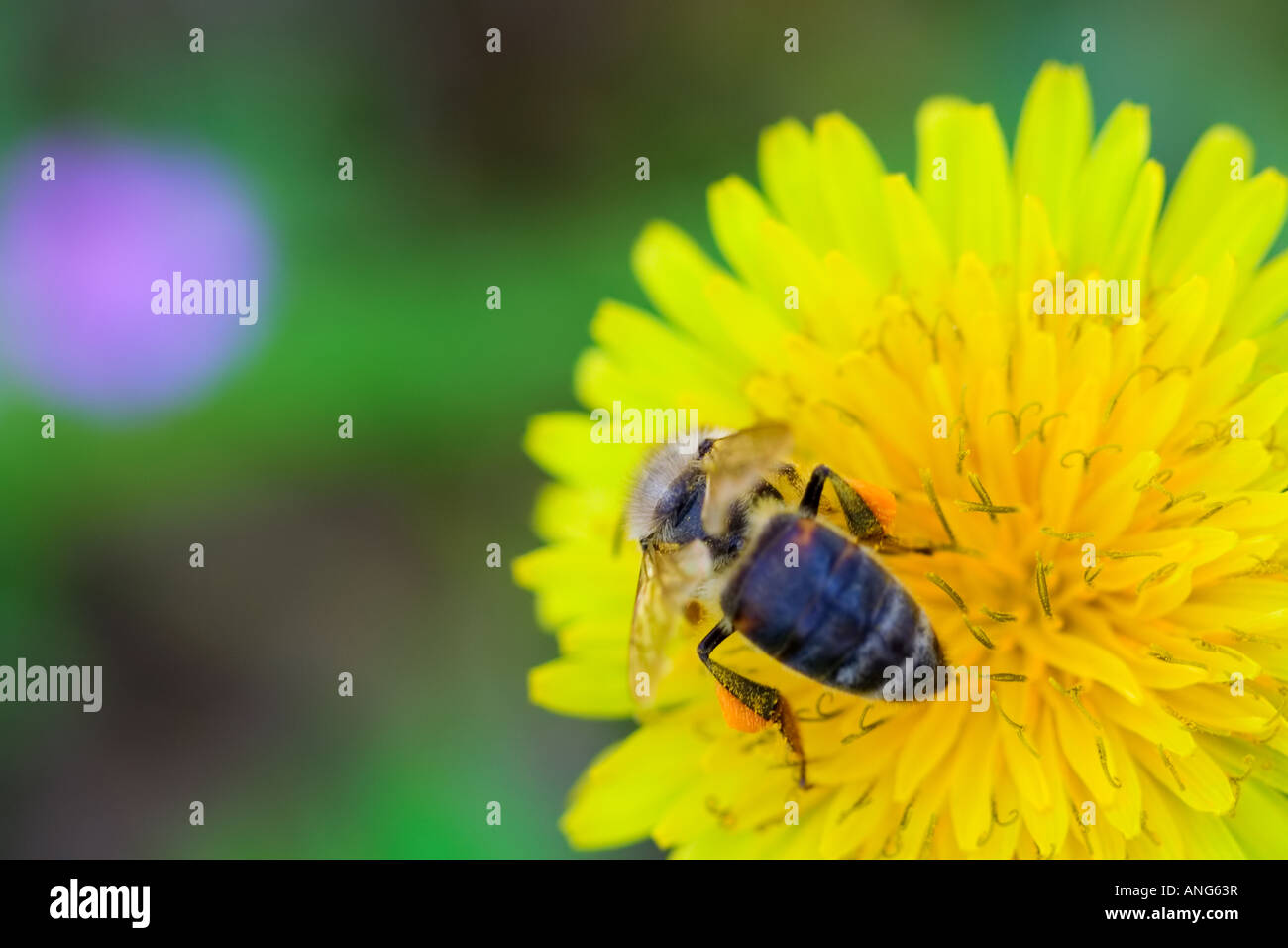 Bee collecting honey Stock Photo - Alamy