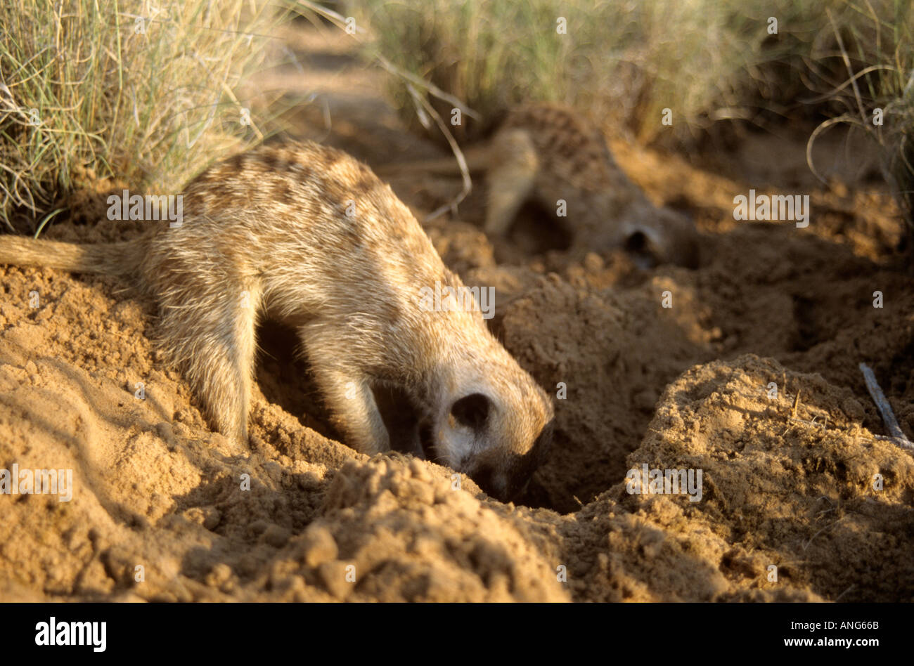 Adult male Meerkat (Suricata suricatta) digging for food, Northern Cape ...