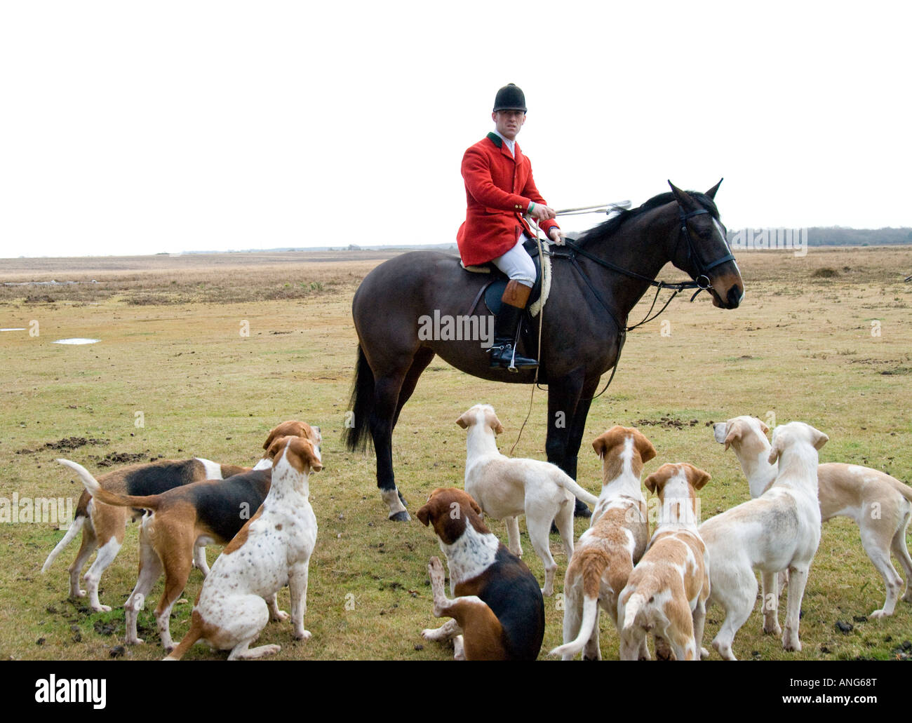 Huntsman Mike Woodhouse surrounded by the hounds of the New Forest ...