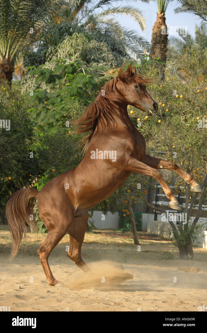 Asil Arabian horse - rearing Stock Photo - Alamy