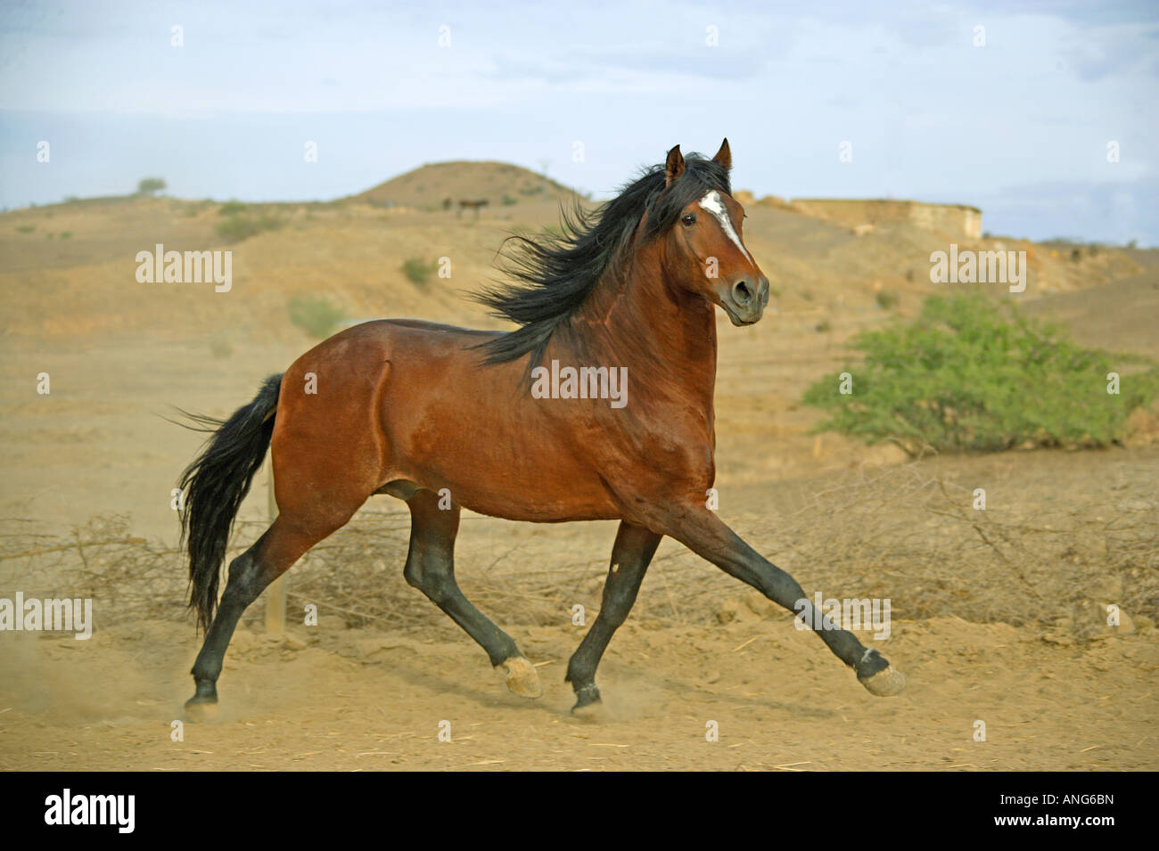 Arab-Barb - trotting Stock Photo - Alamy