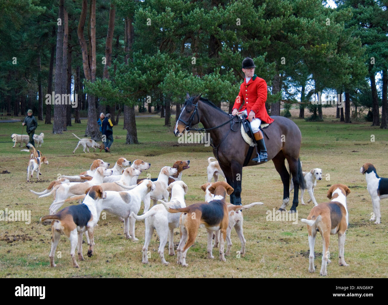 Huntsman Mike Woodhouse surrounded by the hounds of the New Forest ...