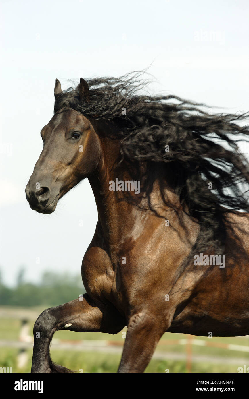 Friesian horse - running Stock Photo - Alamy