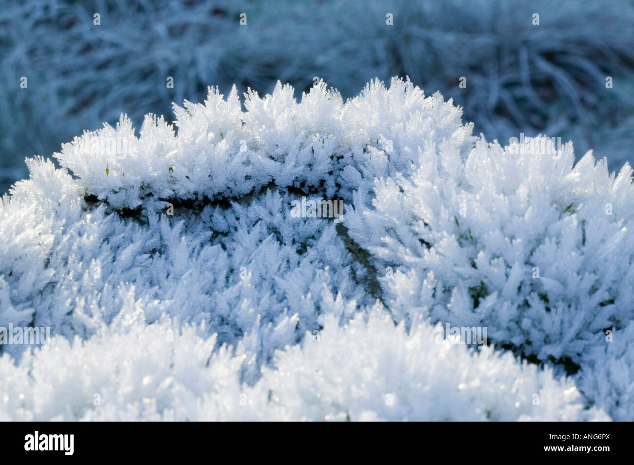 needle ice formed by hoare frost in winter Stock Photo - Alamy