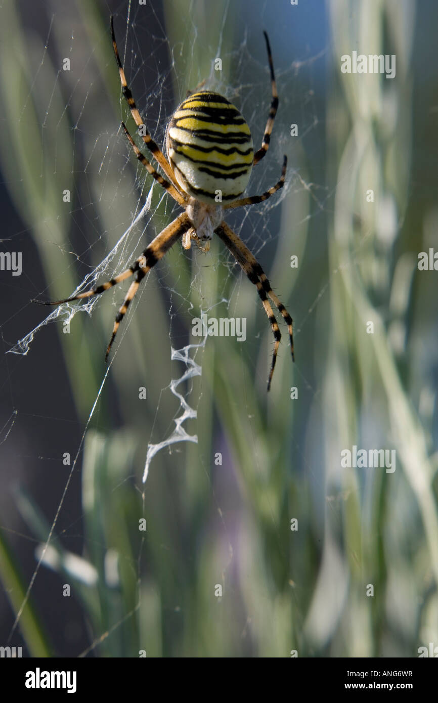 Spider exoskeleton hi-res stock photography and images - Alamy