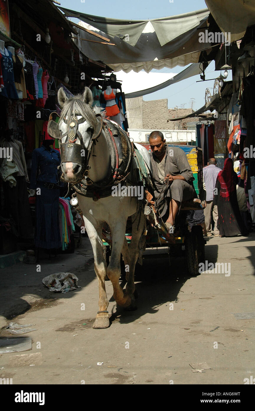An Egyptian man rides a horse-drawn carriage in the Old city of Cairo ...