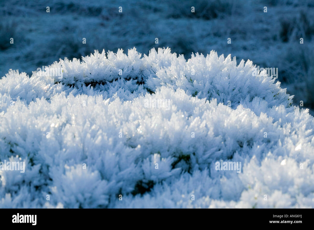 needle ice formed by hoare frost in winter Stock Photo - Alamy