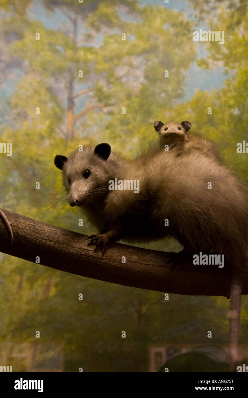 Opossum baby hi-res stock photography and images - Alamy