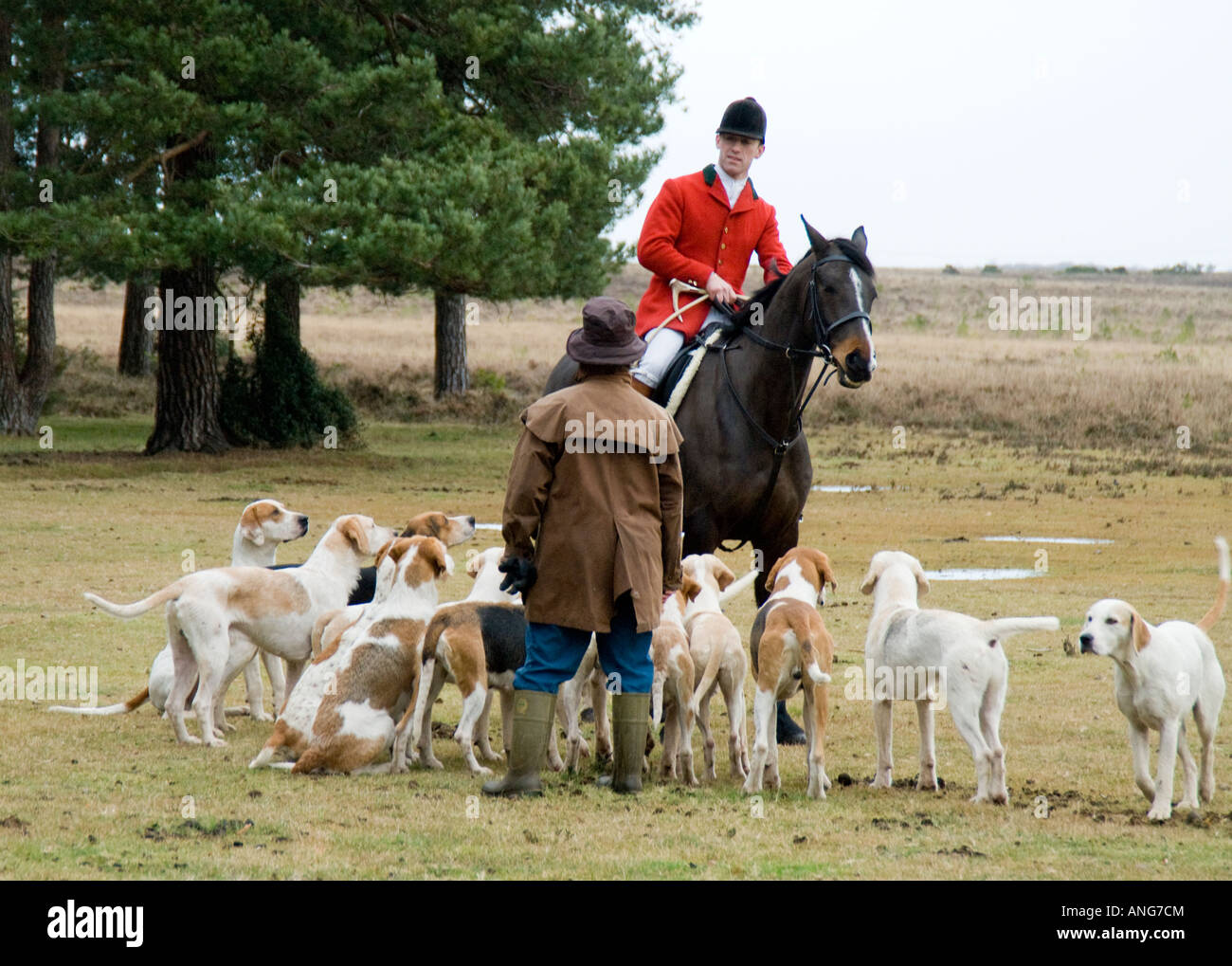 Huntsman Mike Woodhouse huntsman with the of the New Forest Hounds ...