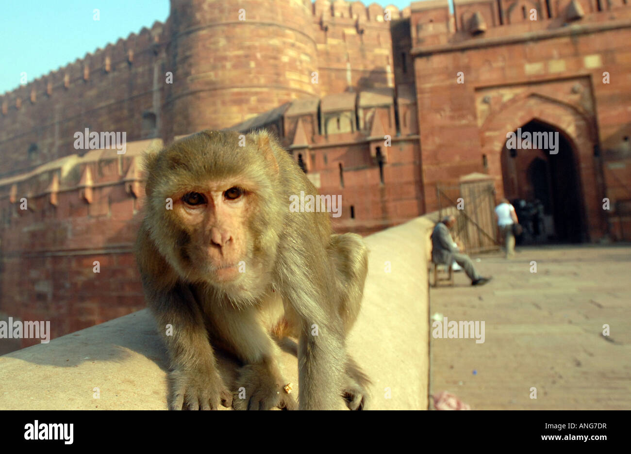 Monkey at the entrance to the Agra Fort, Agra, India Stock Photo - Alamy