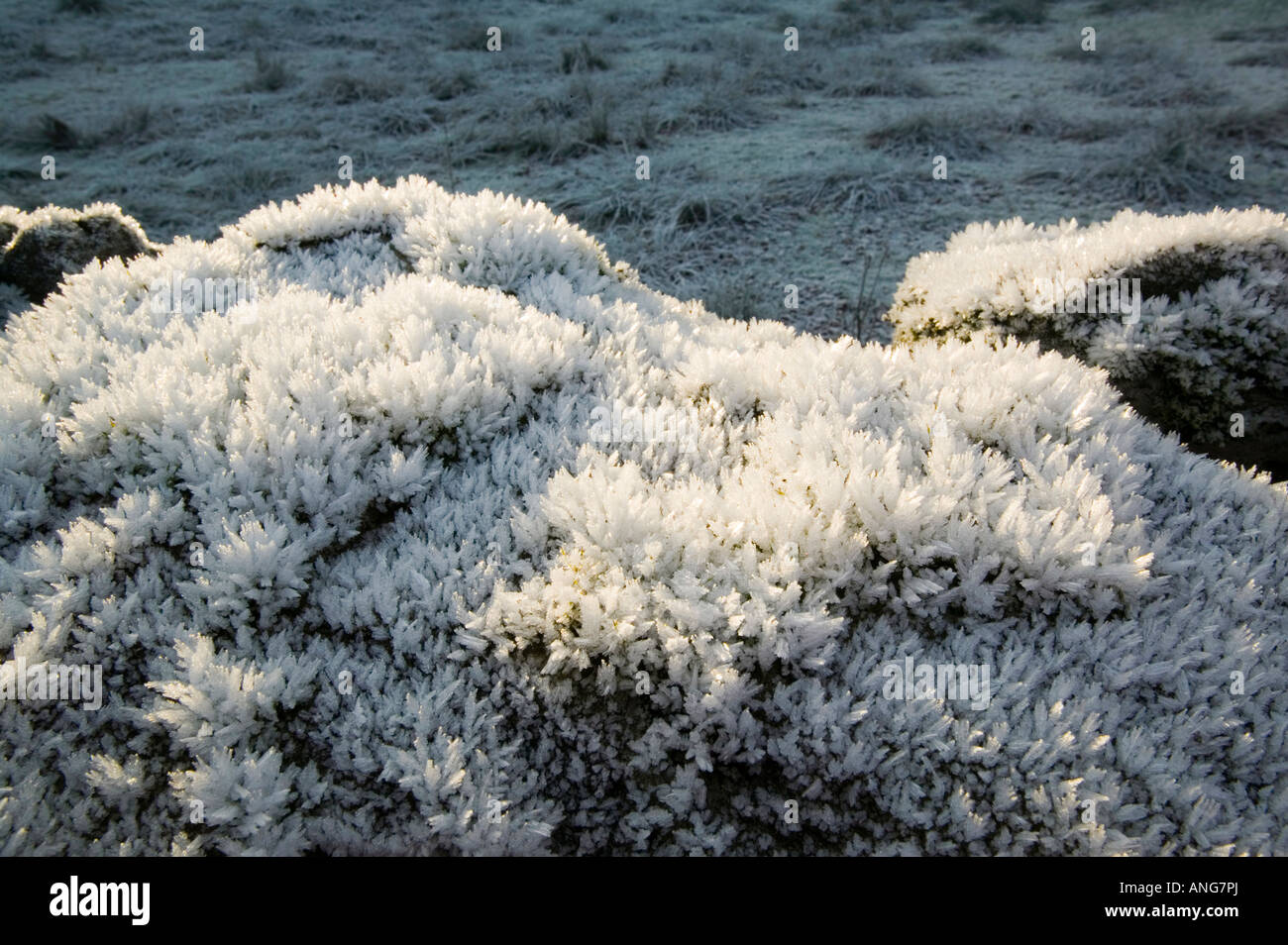 needle ice formed by hoare frost in winter Stock Photo - Alamy