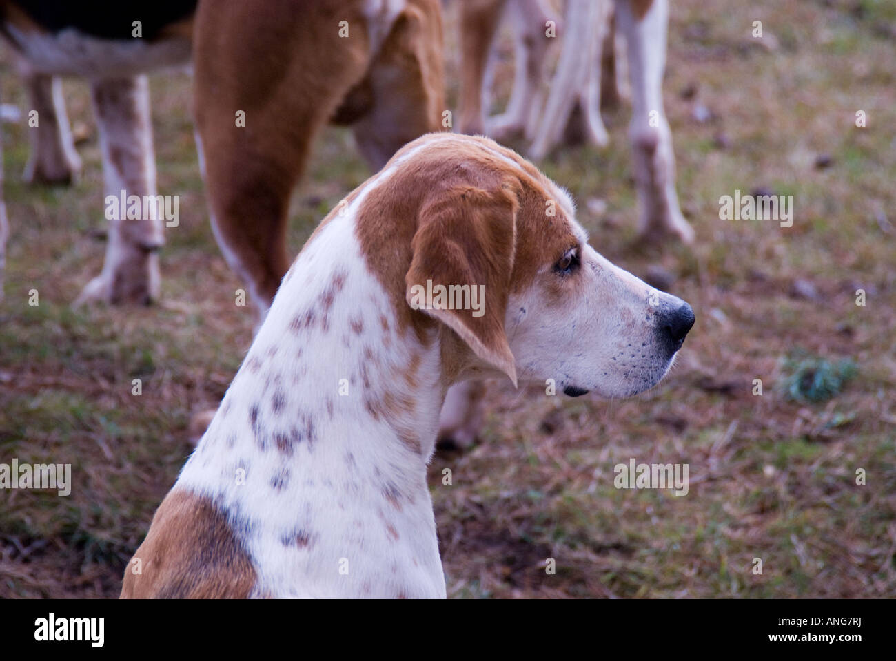 Dogs of the New Forest Hounds Stock Photo - Alamy