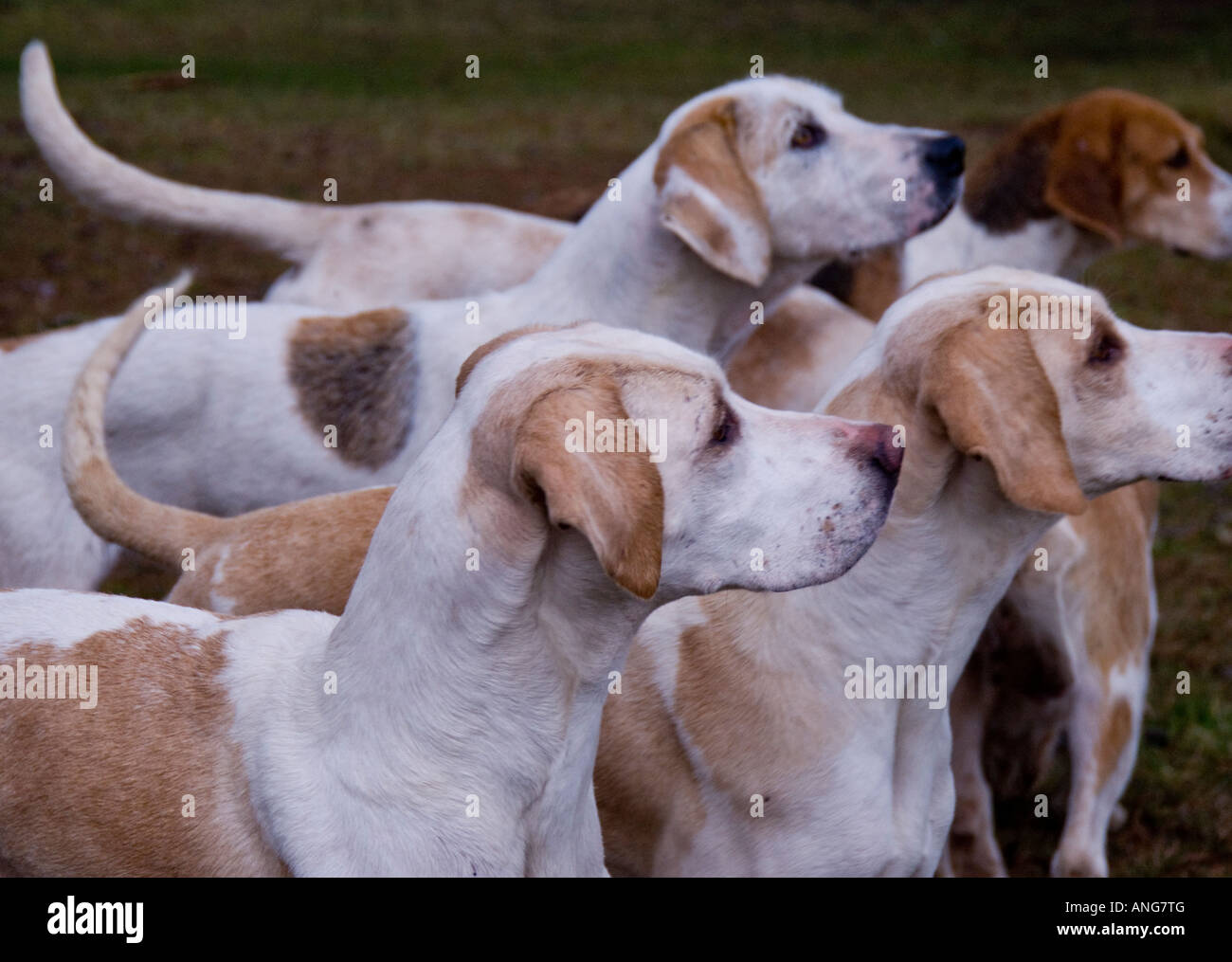 Dogs of the New Forest Hounds Stock Photo - Alamy