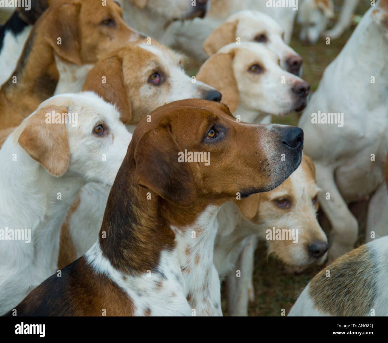 Dogs of the New Forest Hounds Stock Photo - Alamy