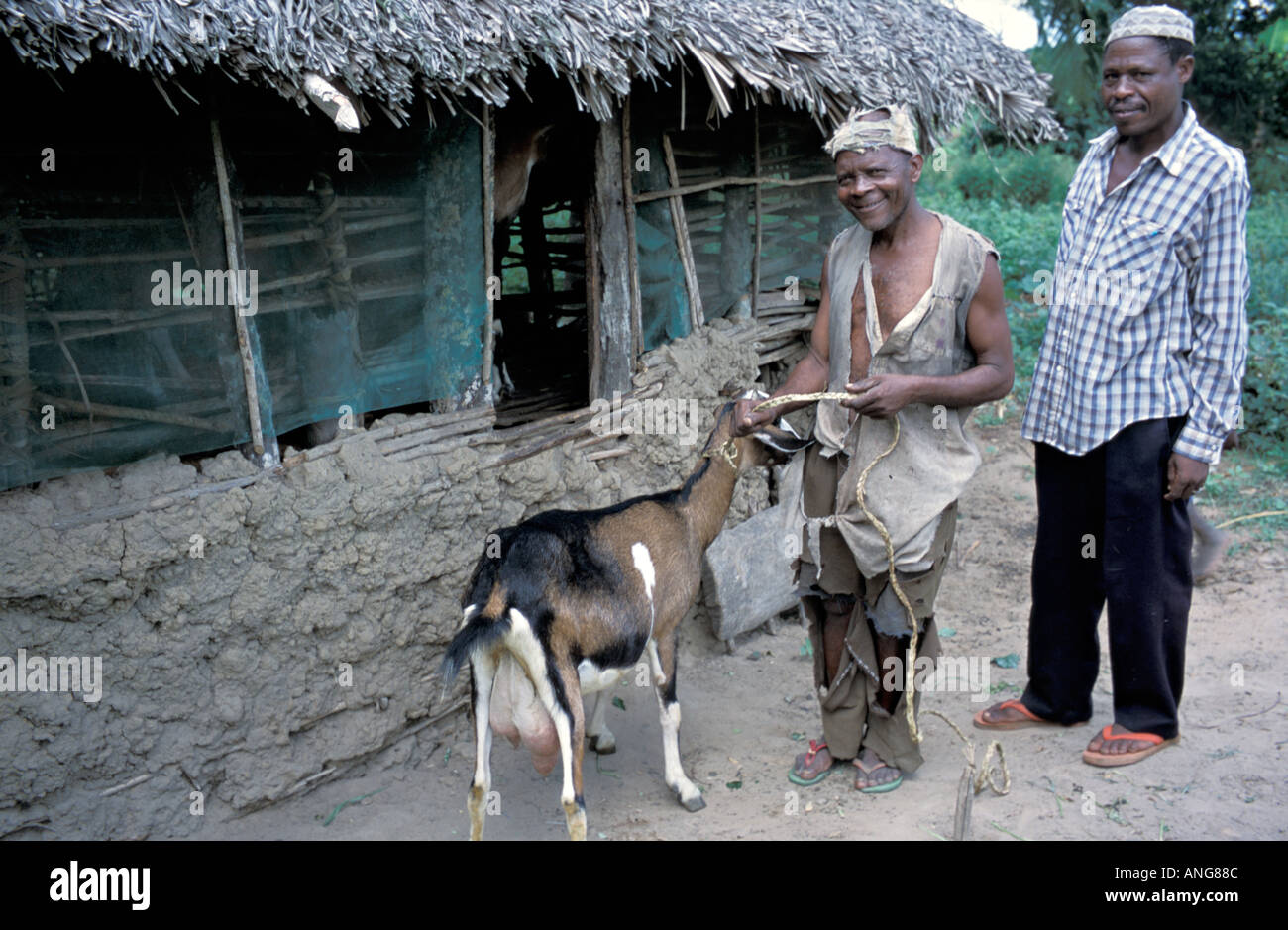 AFRICA KENYA KWALI Kenyan man with his Heifer Project International ...