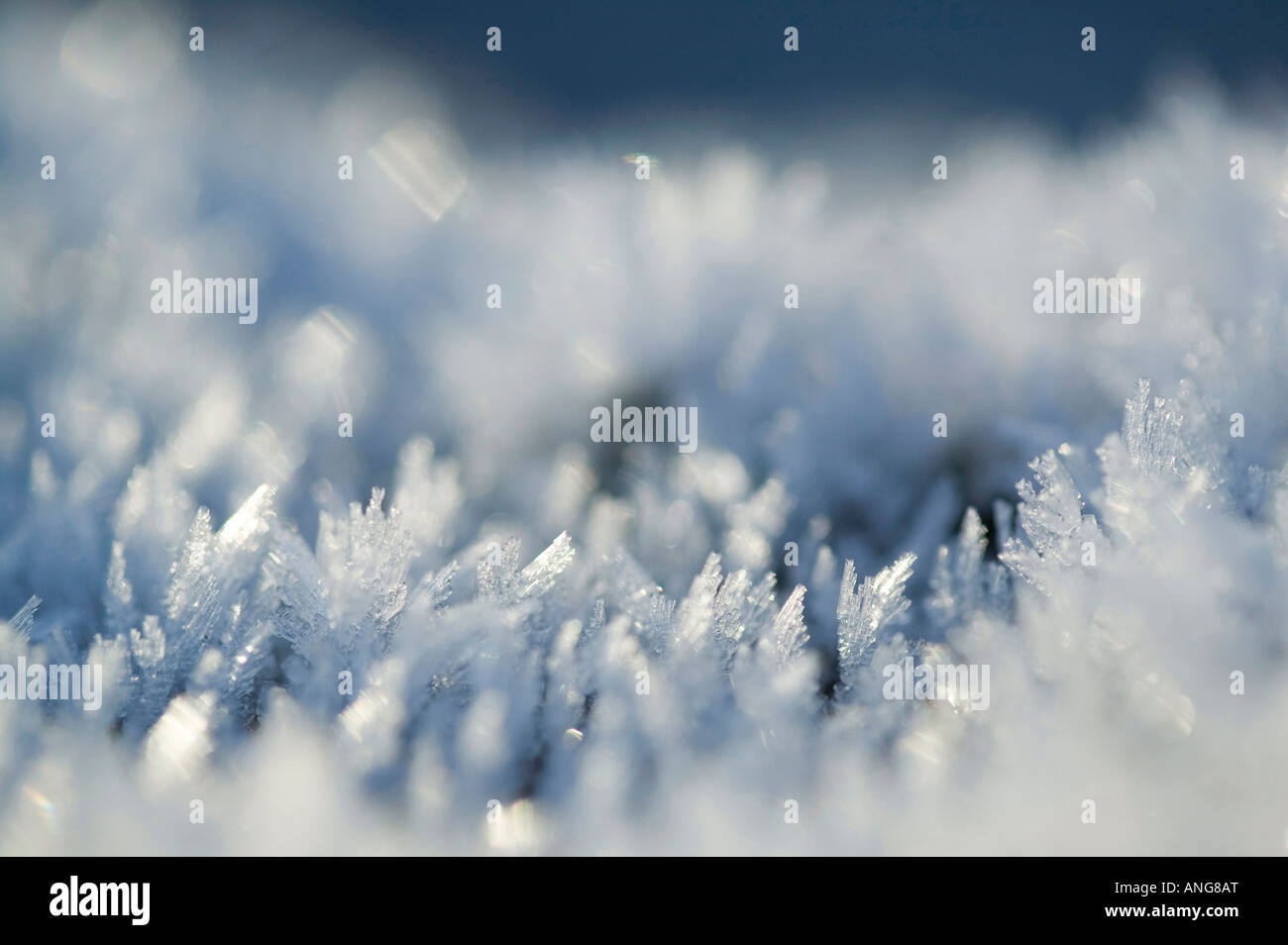 needle ice formed by hoare frost in winter Stock Photo - Alamy