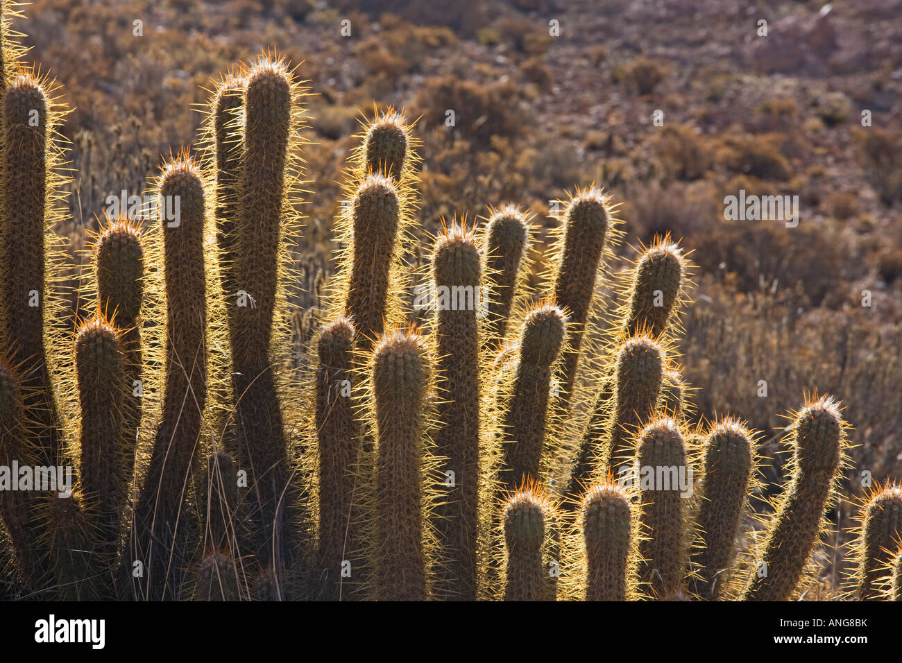 columnar cactus Echinopsis species in the Atacama Desert near Highway ...