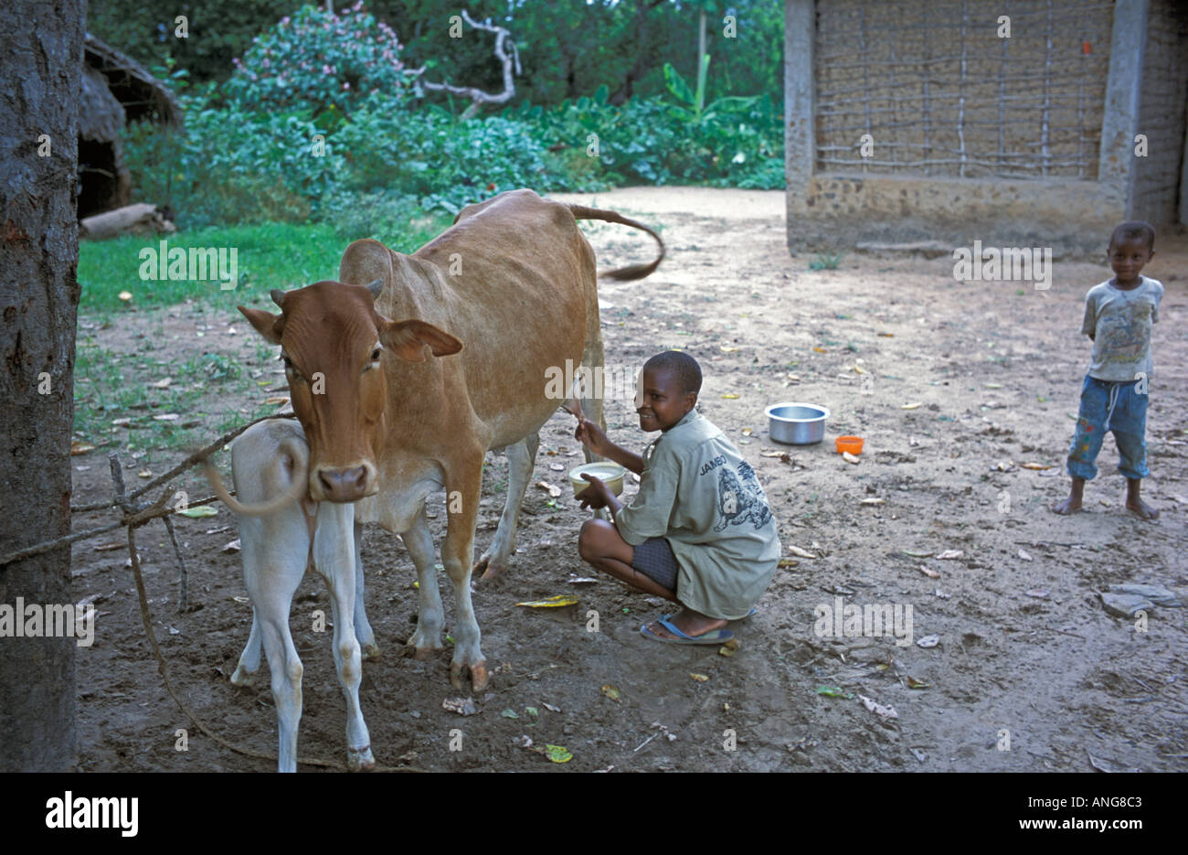 AFRICA KENYA KWALI Young Kenyan boy milks his Heifer Project ...