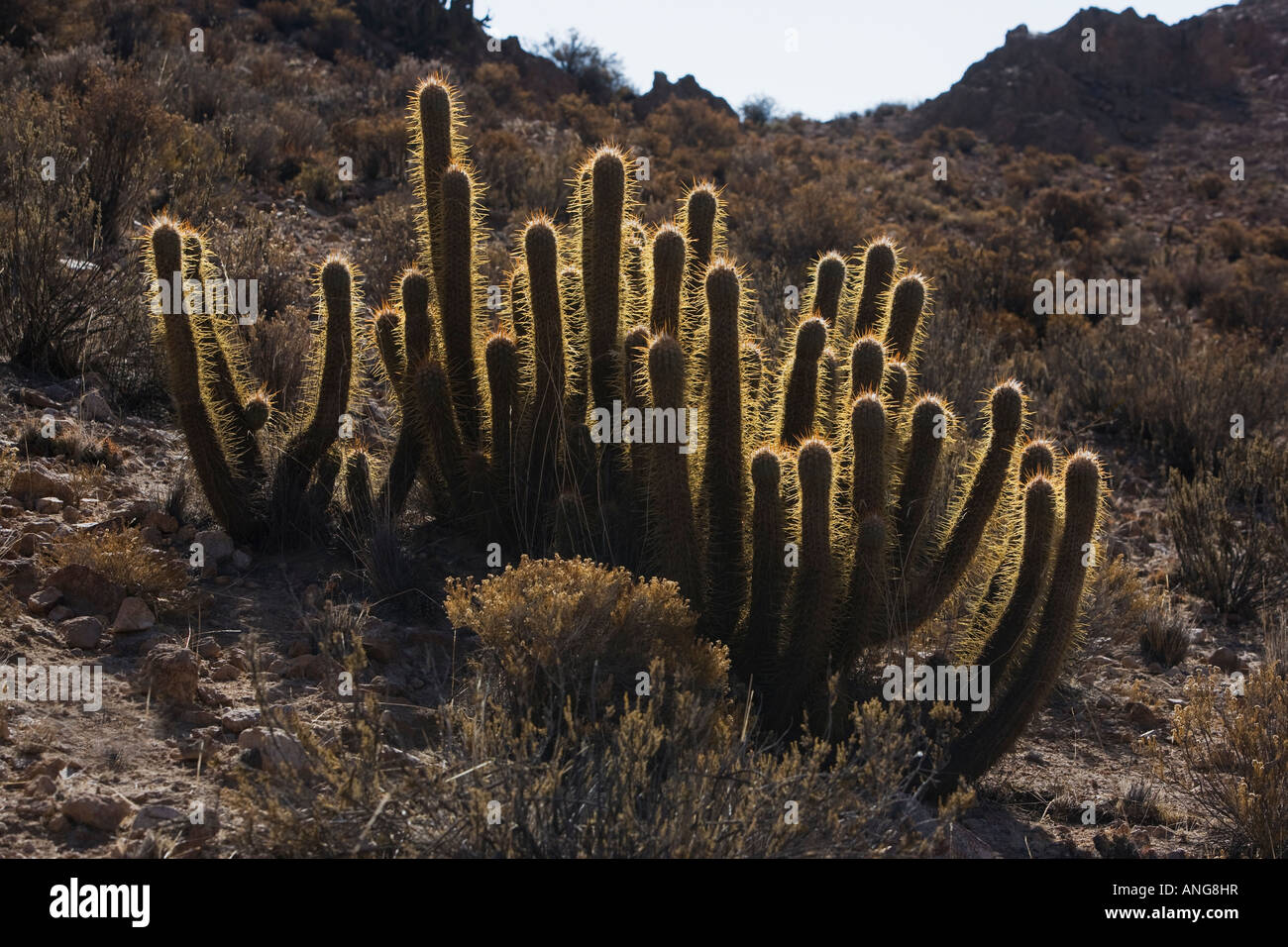 columnar cactus Echinopsis species in the Atacama Desert near Highway 11 Chile Stock Photo - Alamy