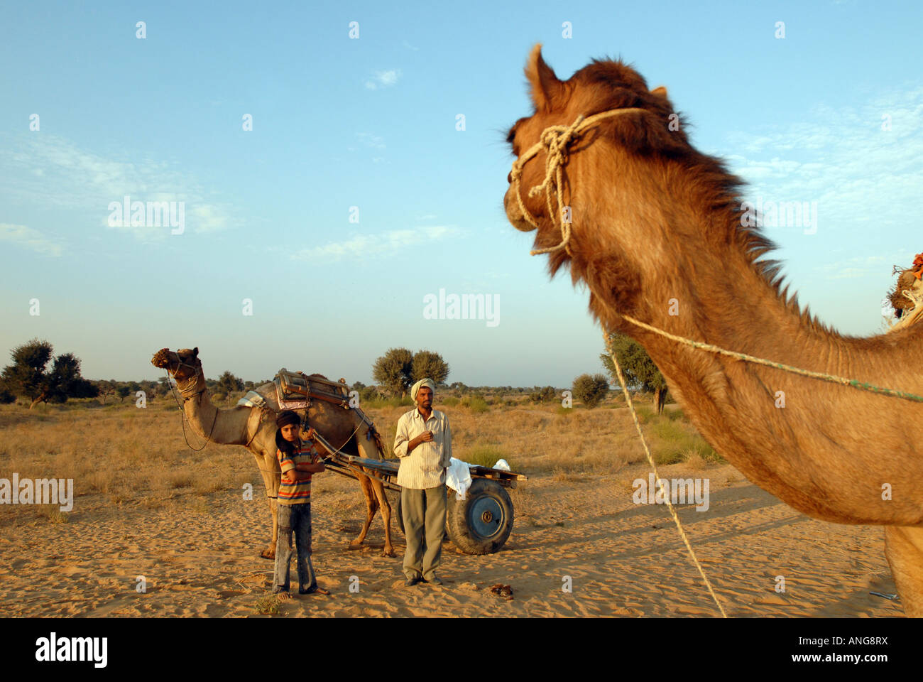 Camels in India Stock Photo - Alamy