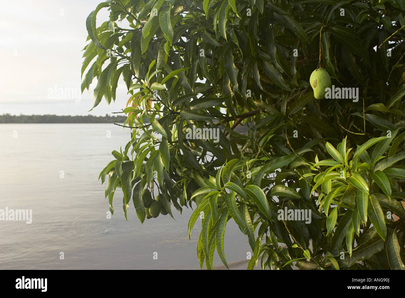 Mango guyana hi-res stock photography and images - Alamy