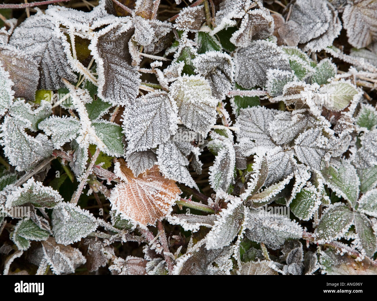 Close-up of a small clump of frost covered bramble leaves rubus ...