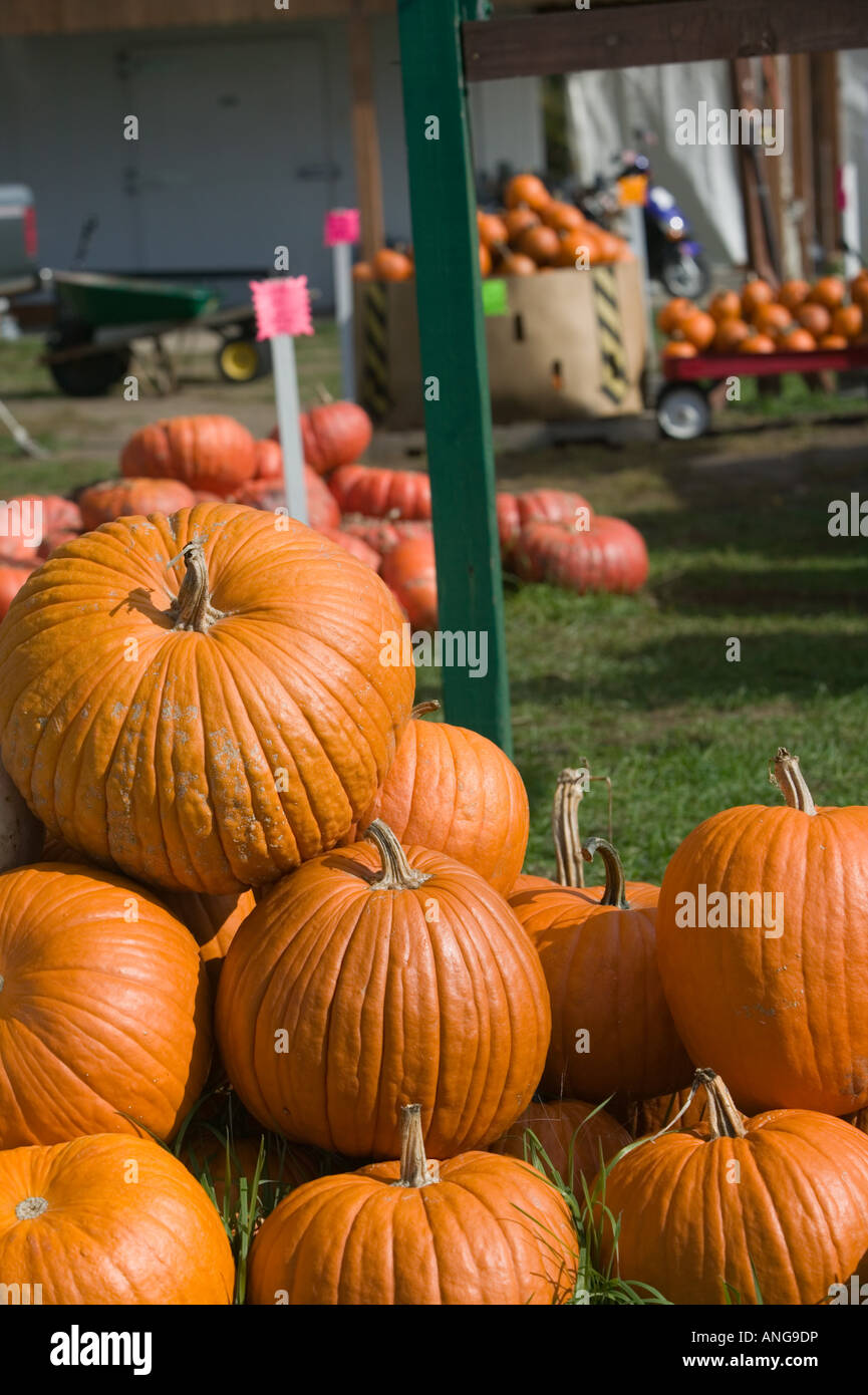 Pumpkin farm mississippi hi-res stock photography and images - Alamy