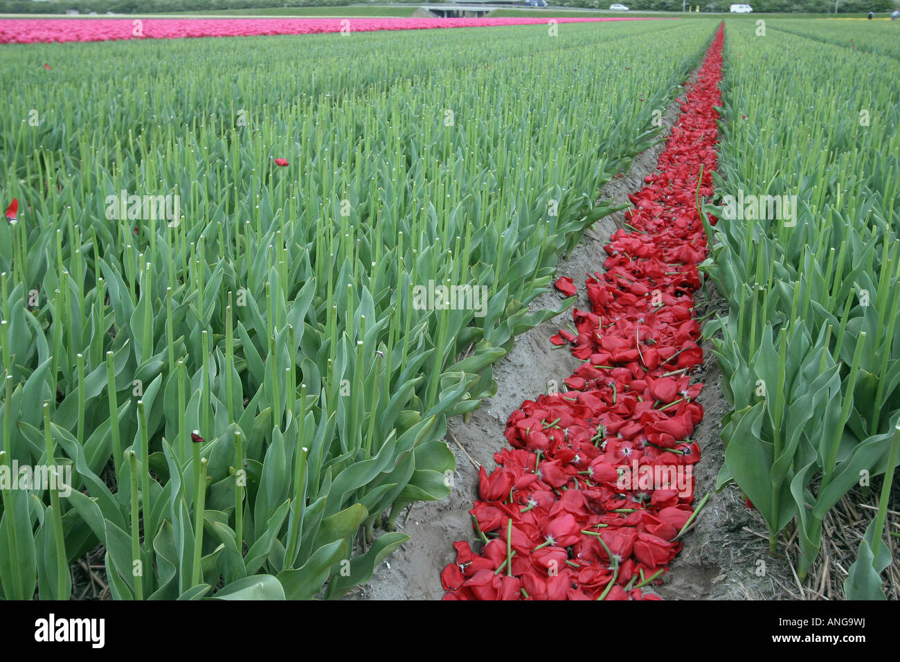 rows of tulips on field in Holland Stock Photo - Alamy