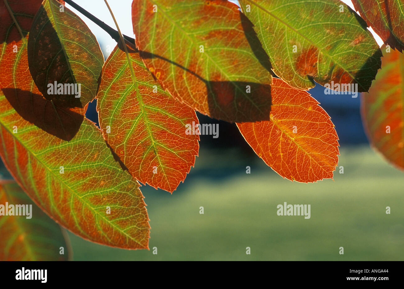 Fall Colors Rancho San Rafael Reno Nevada Stock Photo - Alamy