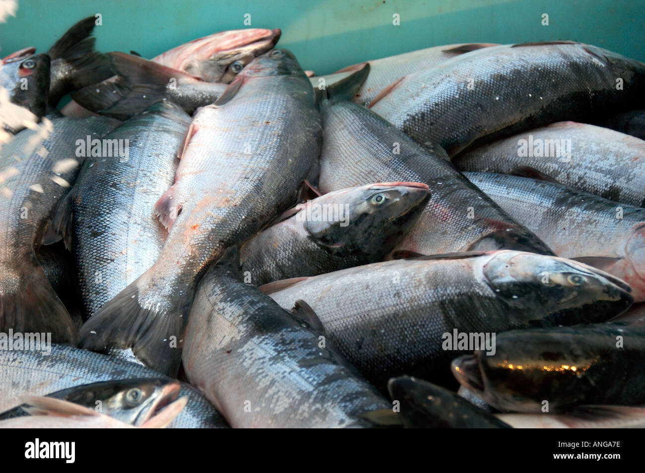 packing fish Alaska Stock Photo - Alamy