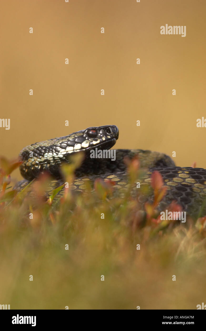 Male Adder basking on moorland in Derbyshire's Peak District, UK Stock ...