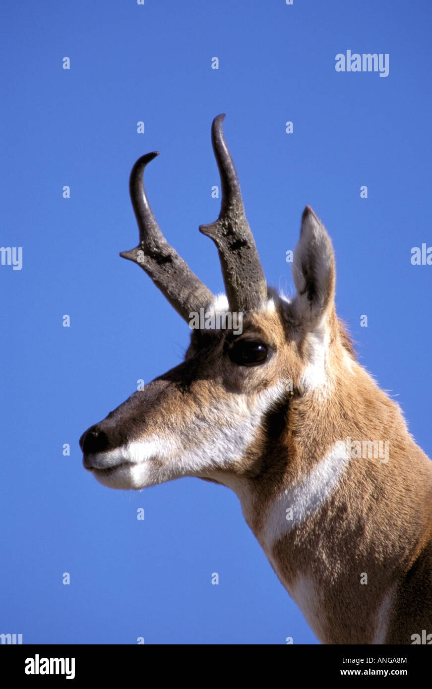 North America, USA, Wyoming, Yellowstone National Park. Portrait of ...