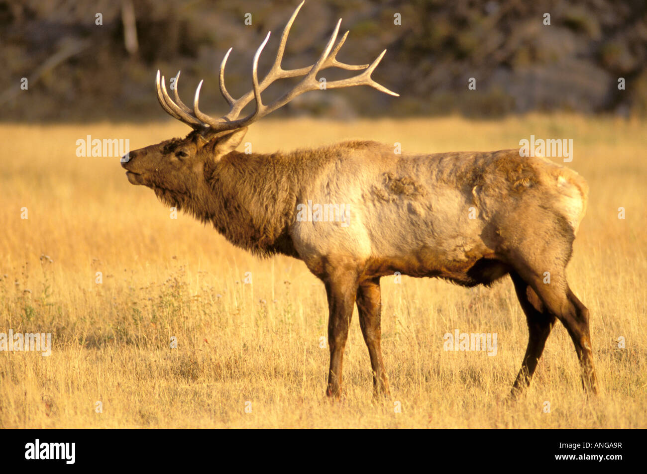 North America, USA, Wyoming, Yellowstone National Park. Bull elk ...