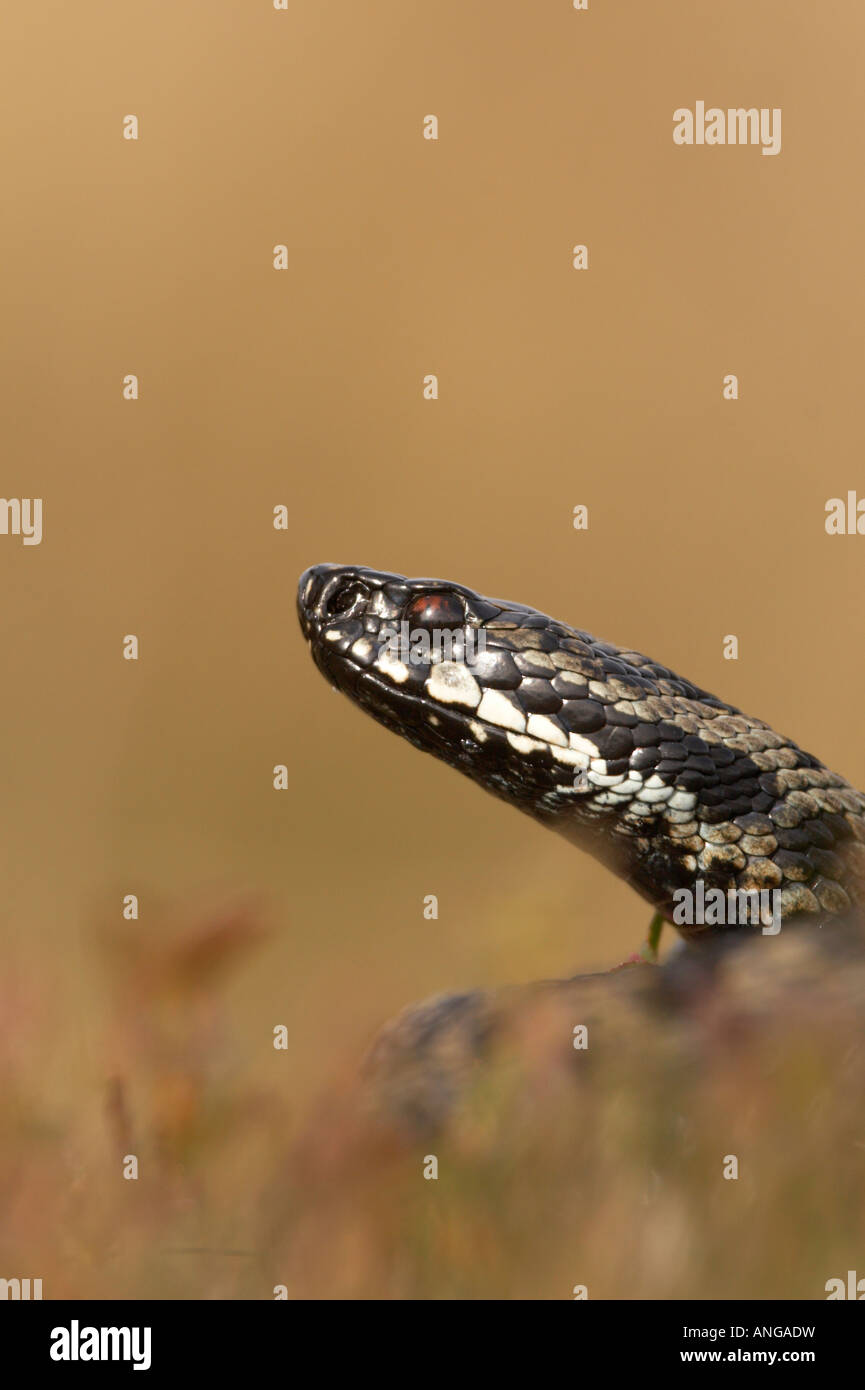 Male Adder basking on moorland in Derbyshire's Peak District, UK Stock ...