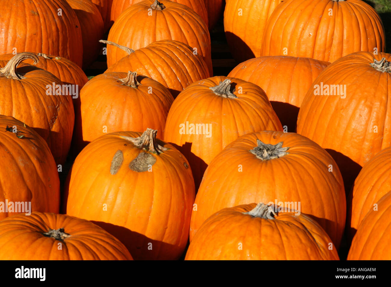 Pumpkins at Farm Stand North Hadley Connecticut River Valley ...
