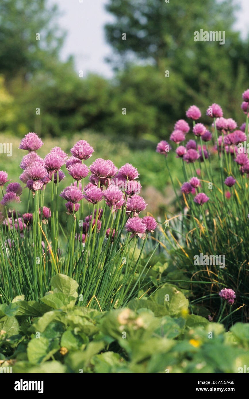 Allium schoenoprasum ‘forescate’ hi-res stock photography and images ...