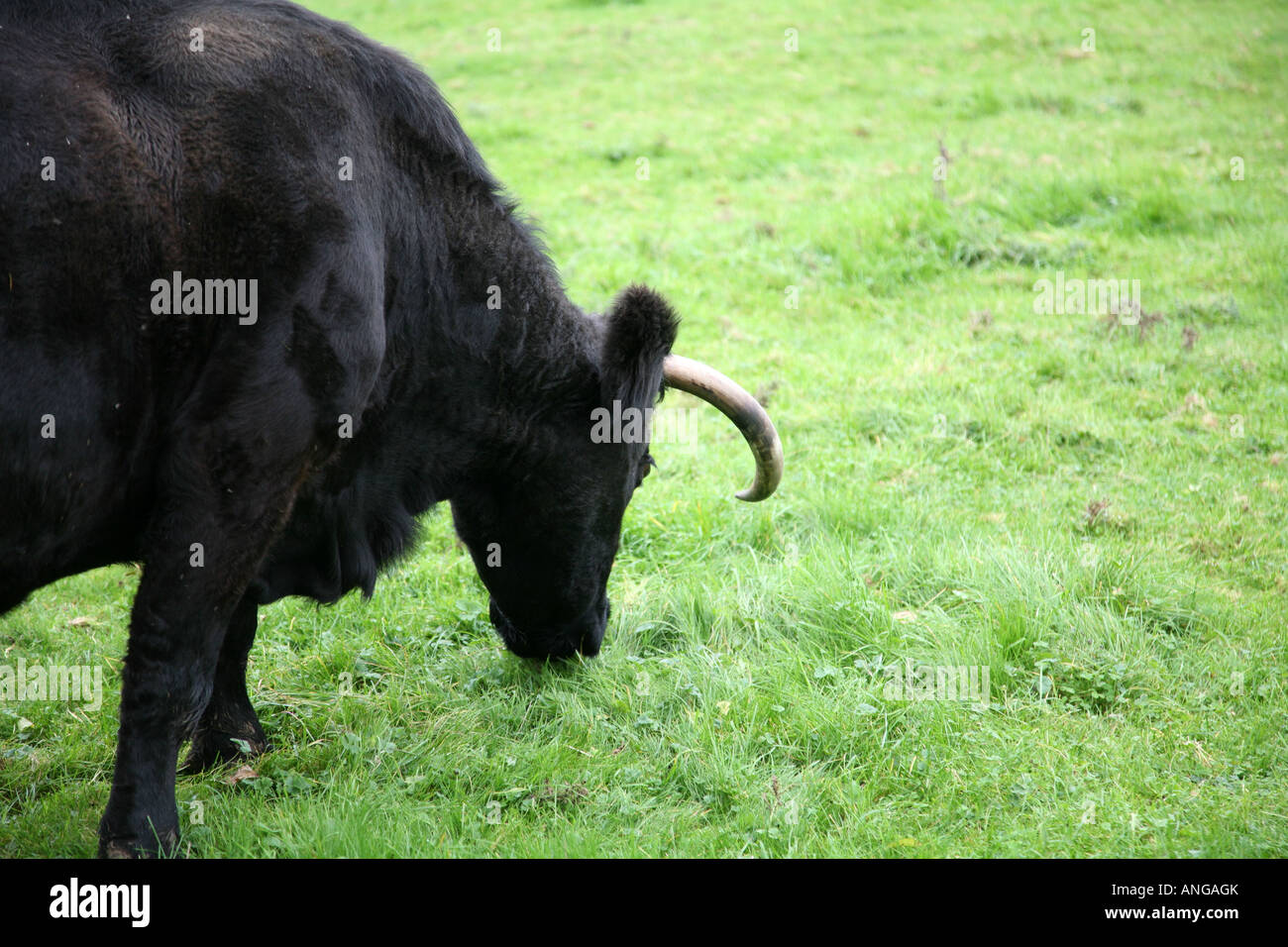 Bull in field Stock Photo - Alamy